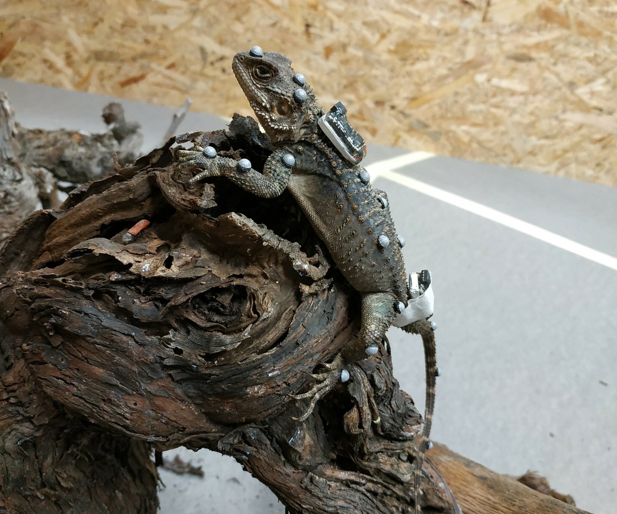 ReTrack Project – Terra Cypria