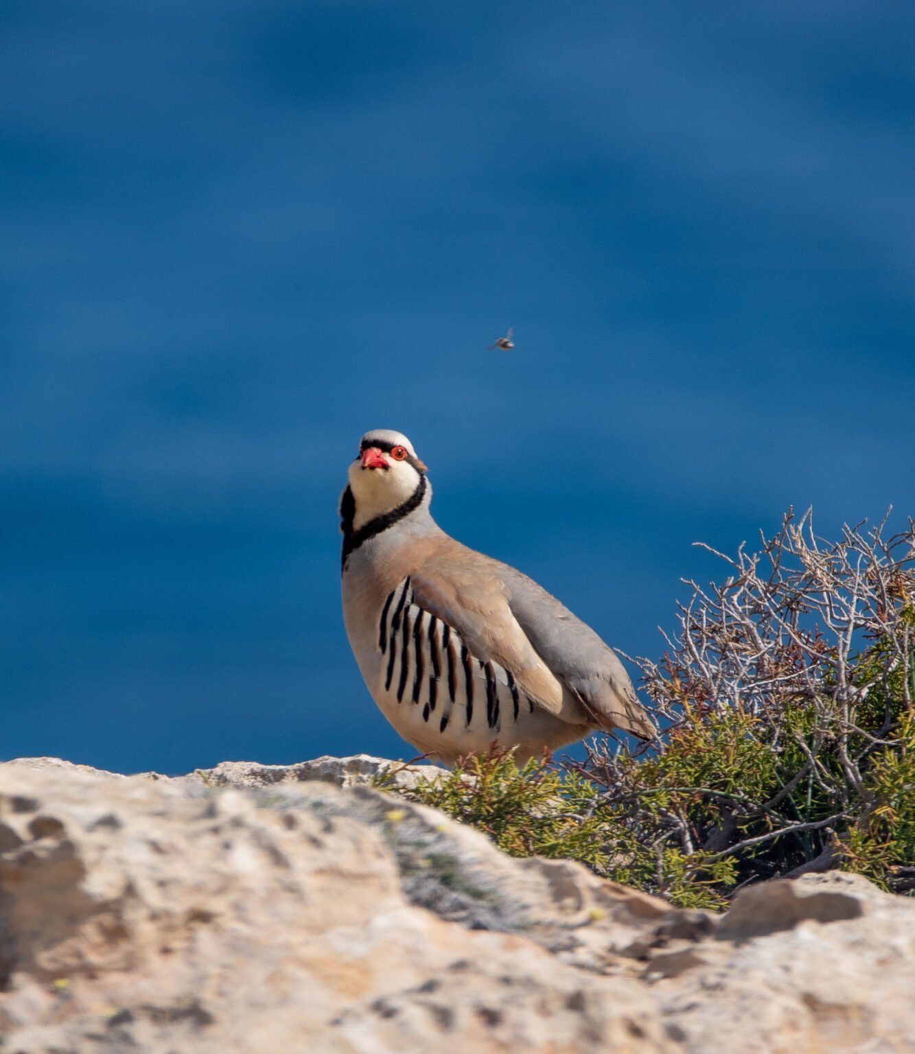 Discover the secrets of Cape Greco! – Terra Cypria