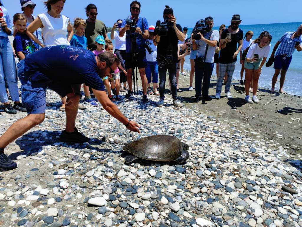 Lucy the turtle was released! – Terra Cypria