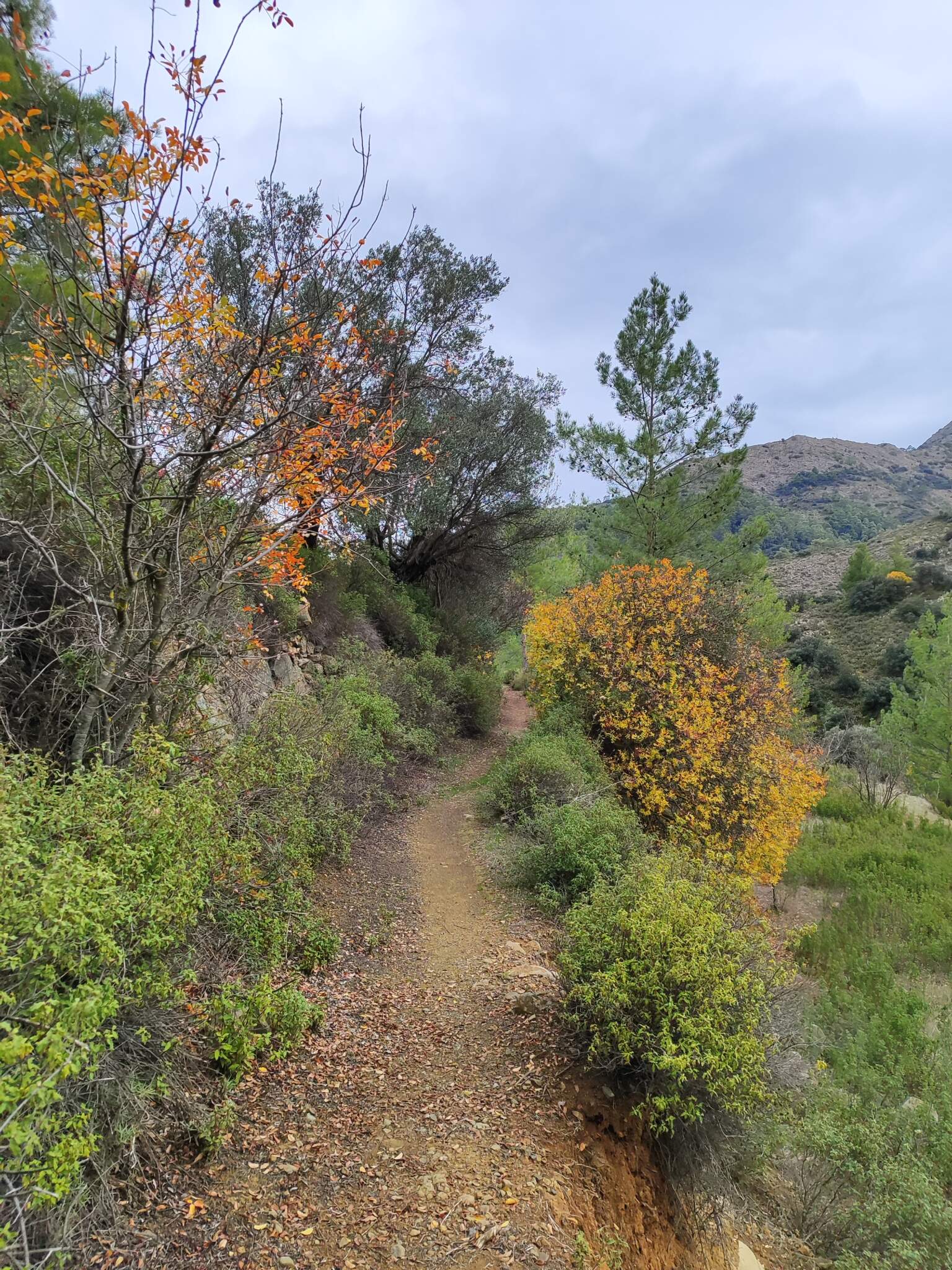 Cyprus left exposed due to lack of protection measures for Natura 2000 ...